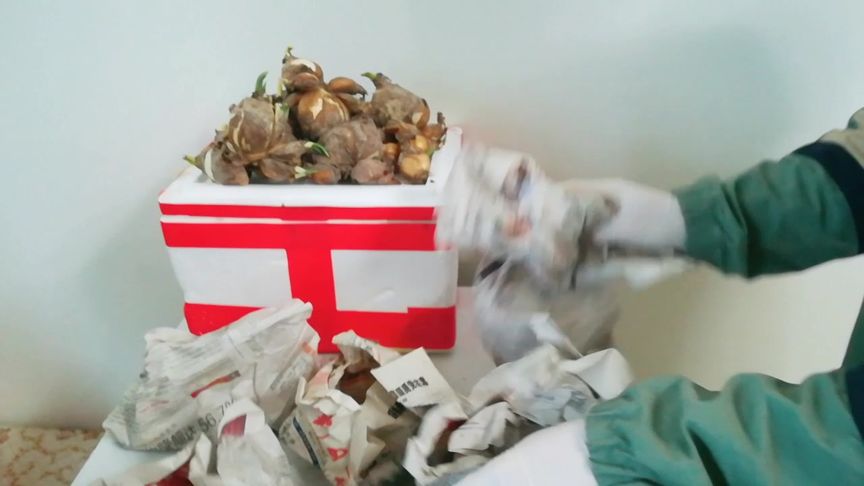 拆箱体验:水仙花,种球冬季种植