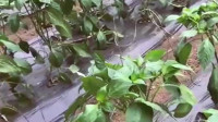 农村大哥教你这几招种植辣椒的管理,就能高产