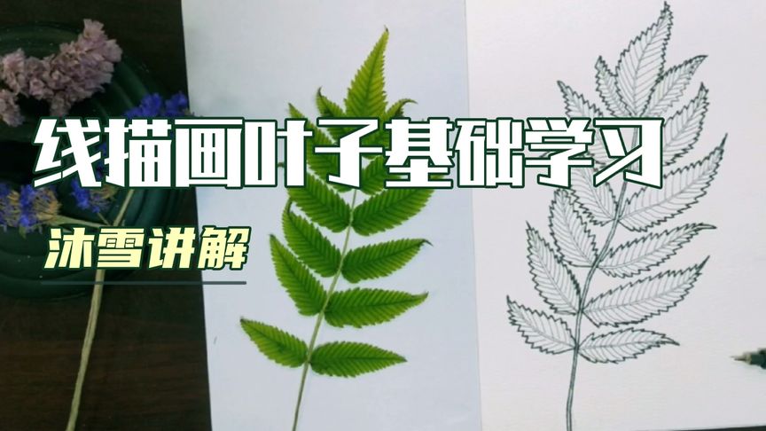 线描画叶子的基础学习,线条练习,零基础绘画简单有趣