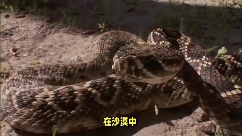 荒漠中的‘死亡警告\\\':响尾蛇如何用声音与毒液统治沙漠