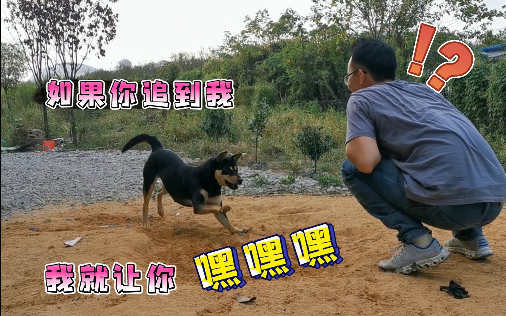 放风结束,田园犬旺旺意犹未尽,主人只好满足它!