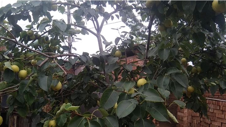 小小梨子快长大,这是一棵勤劳的伏梨树。现在就能吃快熟了。