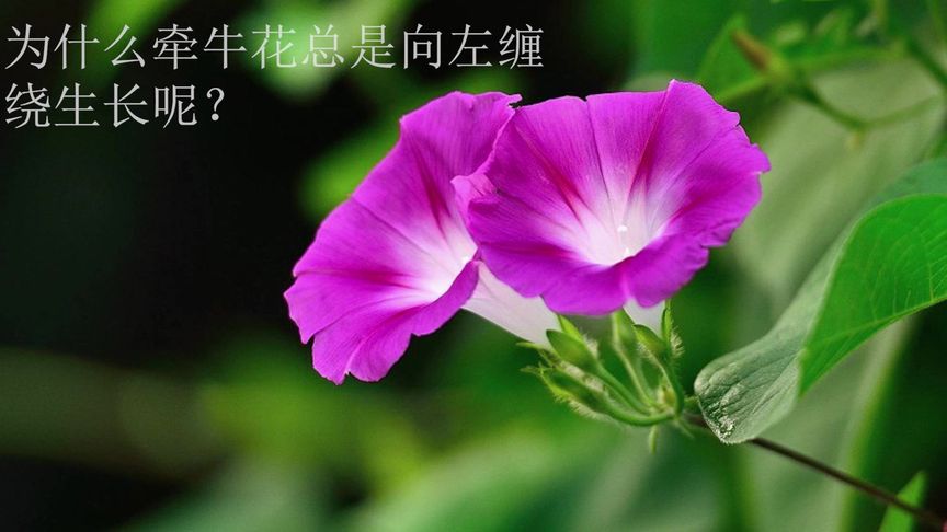 【阿鸡-植物篇】牵牛花为什么总是向左缠绕生长?