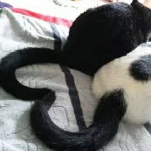 添加头孢的克肟 