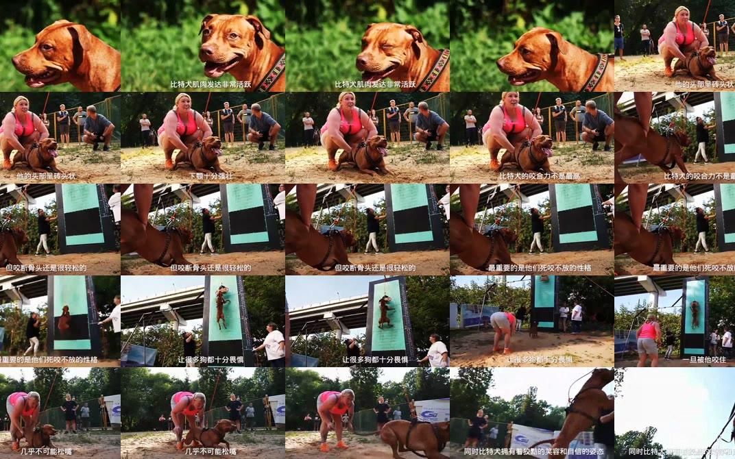 比特犬与坎高犬谁的实力更强悍