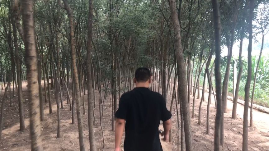 农村小伙种植2000棵绿化苗木,为啥一直卖不出去,无奈的说出实情