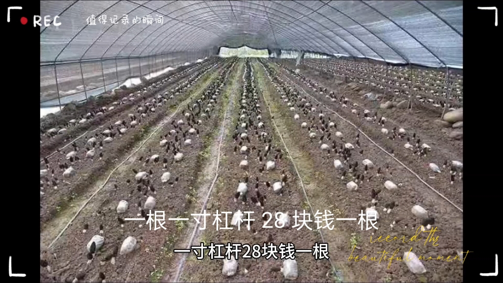 ...羊肚菌大棚钢管#枣庄羊肚菌大棚用镀锌管#山东泰安羊肚菌大棚骨架