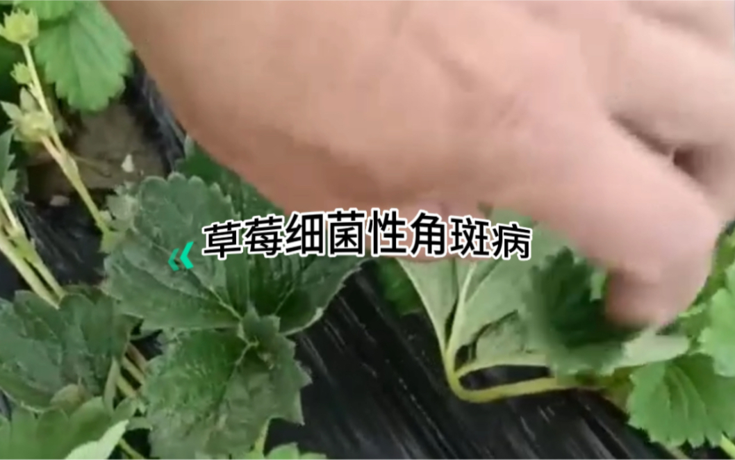 草莓细菌性角斑病!