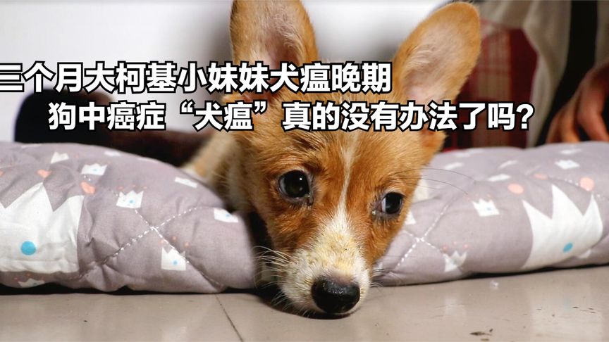 三个月柯基小妹妹狗瘟晚期不停抽搐,看着它强烈的求生欲心都碎了