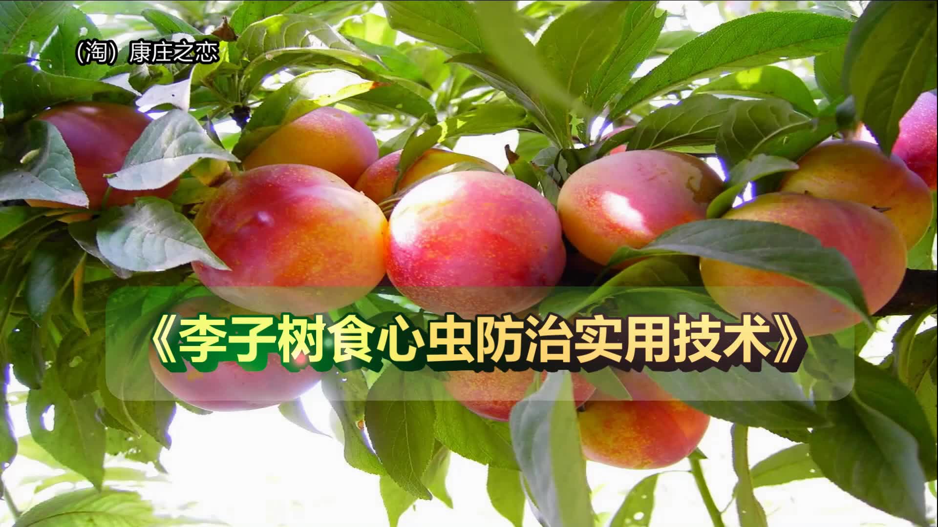 李子食心虫的防治办法有哪些?