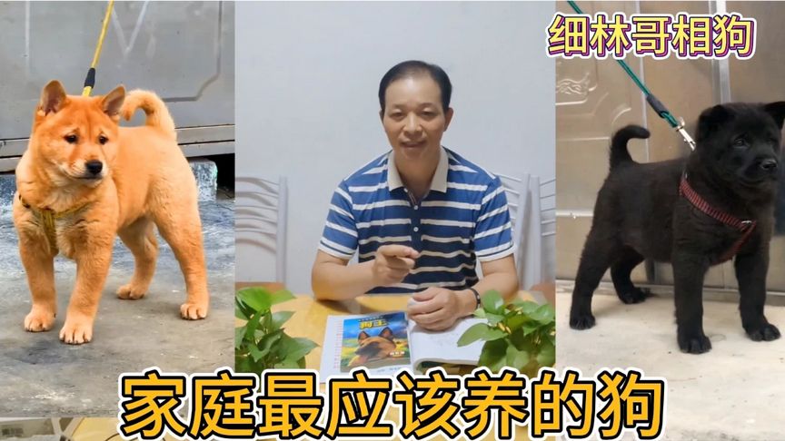 家庭最应该养的狗是哪种?相狗师告诉你!
