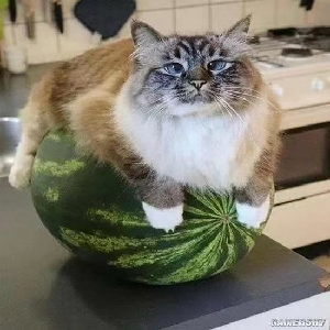 猫猫踢足球-电竞 