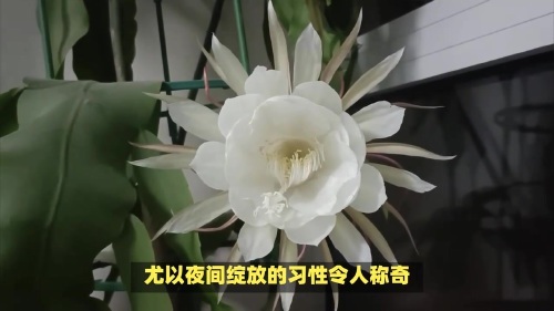 5200. 昙花:月下美人的刹那芳华