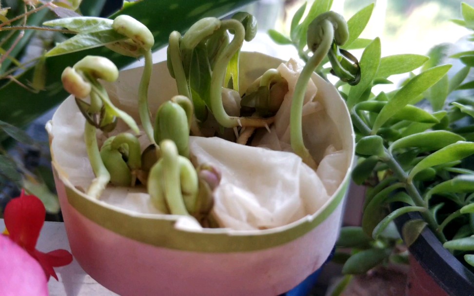 绿豆芽一天的生长过程