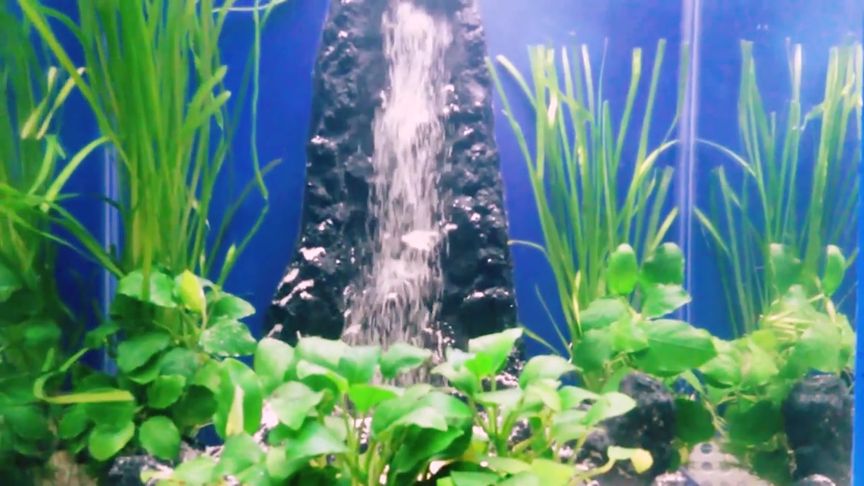 全新的生态鱼缸:将生态系统具有的基本元素进行组织,构建成人工微型生