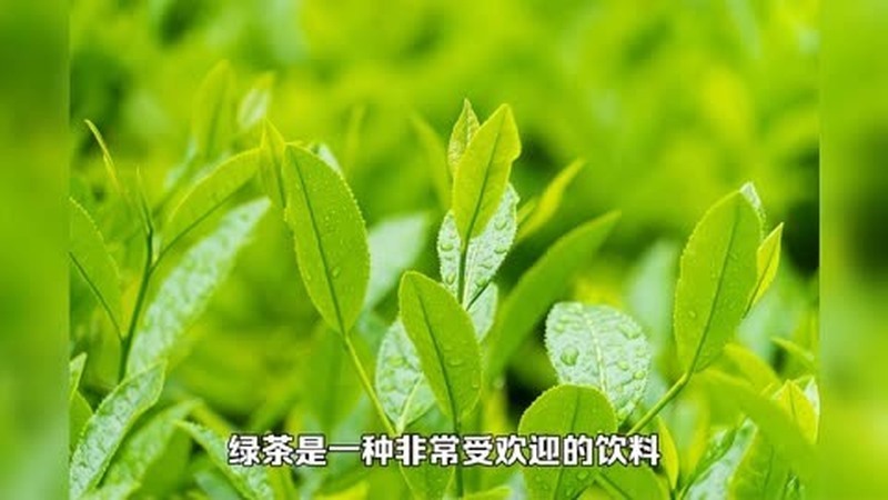 绿茶的主要功效与作用,对脱发有什么用