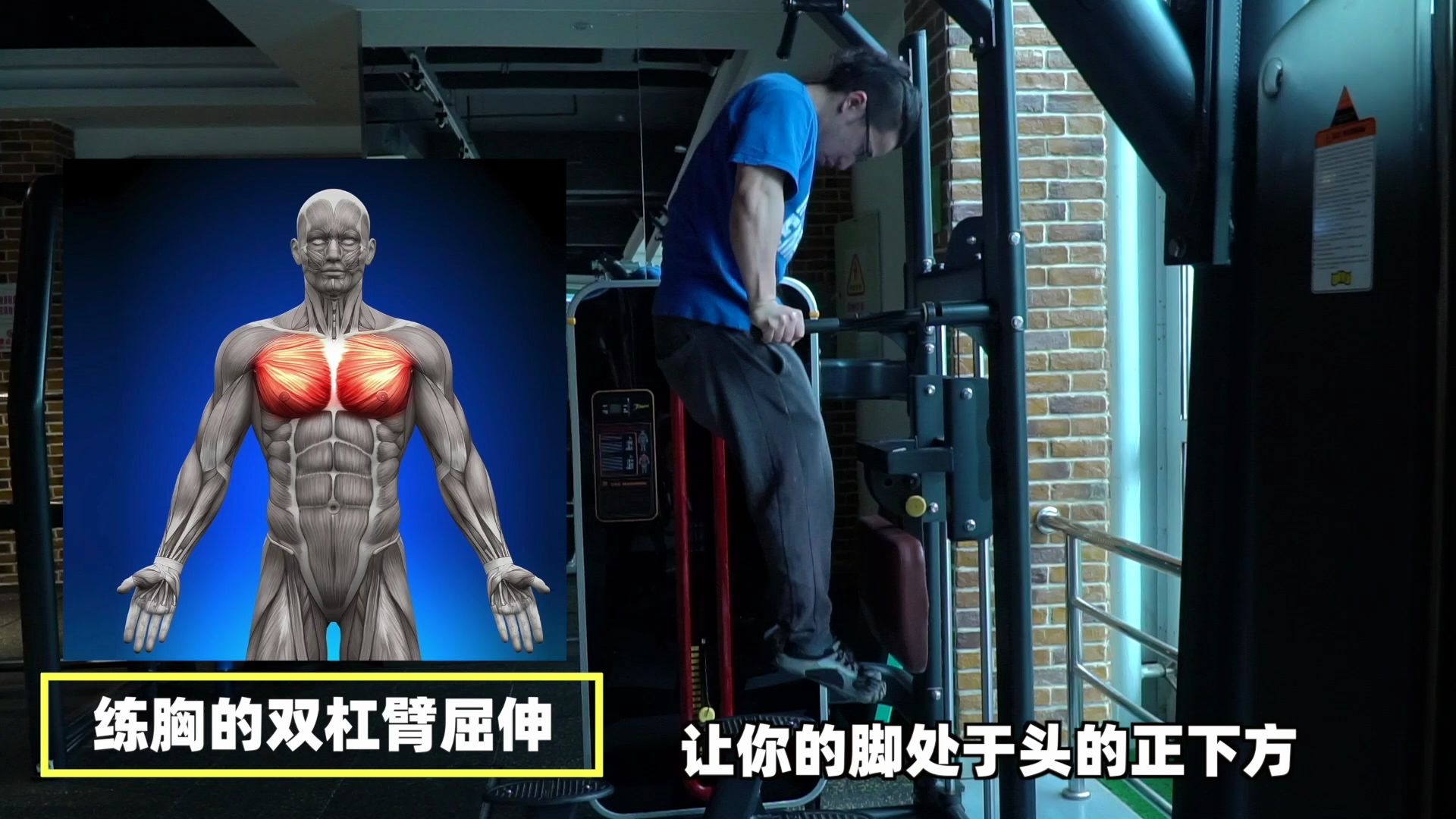 什么是双杠臂屈伸?正确姿势是什么?怎样分别刺激胸部和肱三头肌?