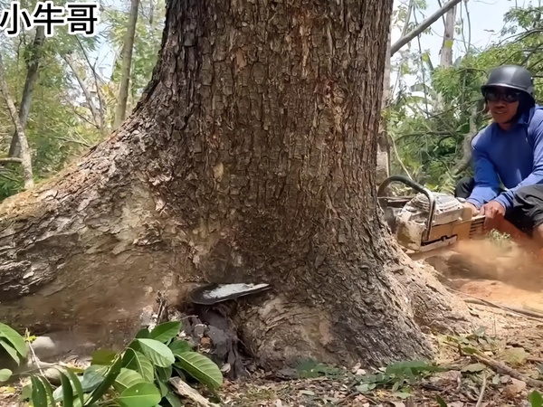 砍伐村边一棵倾斜的高大树木
