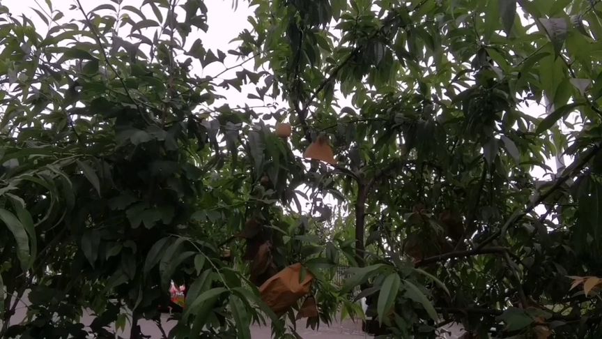 新做了一款虹吸系统,用来种菜为鱼池子过滤,不知道效果怎样