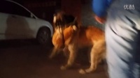 河北辉煌国际原生藏獒打斗视频-白虎VS中亚