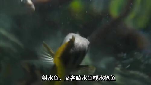 射水鱼:水中精灵,捕食方式独特,生活习性有趣