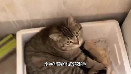 猫妈妈在楼道里生小宝宝了,得到女子信任后,竟为她叼来四只小猫