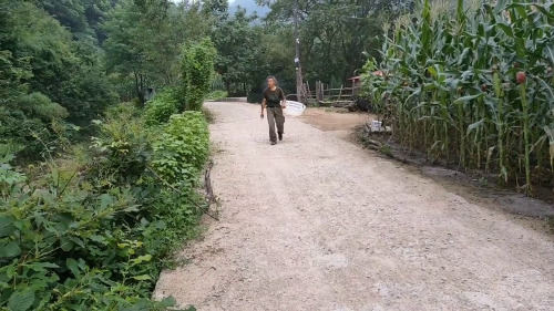 东北农村养蚕,蚕宝宝把树叶快要吃光,给它搬家扛到山上换新树