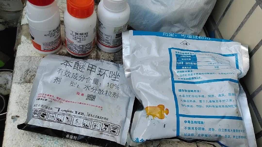 雨后给花打杀菌药和杀螨药