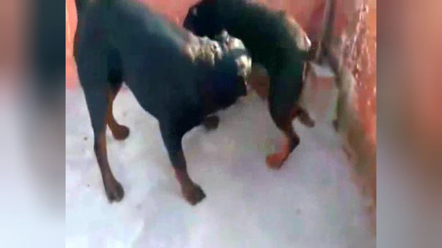 实拍:罗威纳犬打架,这精彩的画面真是百年一见
