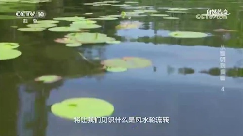 蚂蚁正在树叶上爬行,突然传来诡异震动,背后的原因就是这样