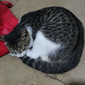 南方有佳人眼眸如星辰 