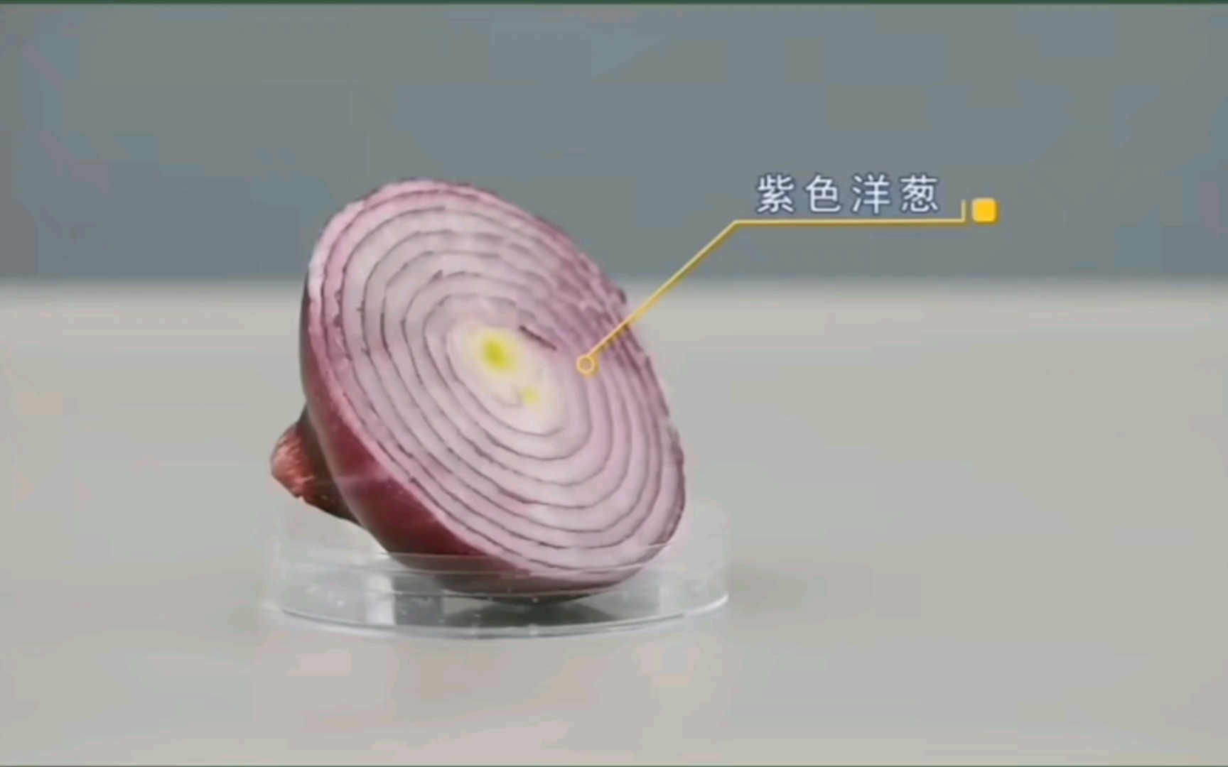 洋葱表皮细胞质壁分离及复原实验教学视频