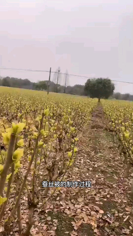 今天给大家来分享一下蚕丝被的制作过程,第