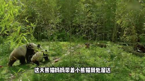 熊猫幼崽成长记,可爱的熊猫宝宝是如何一步步成长为没有天敌的大...