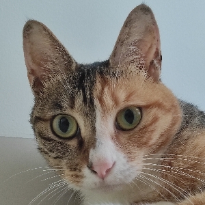 柴郡猫7 