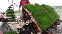 实拍: 日本种植水稻全过程, 从育种到收割, 全部由机械代理!