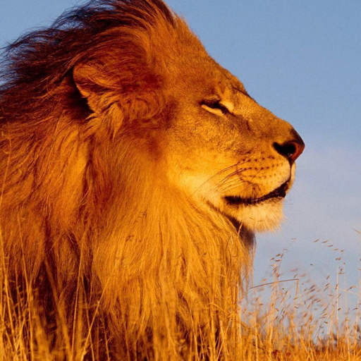 The_Lion_Hu 