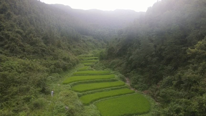 有机水稻基地,从开垦荒地到现阶段种植水稻的历程简述
