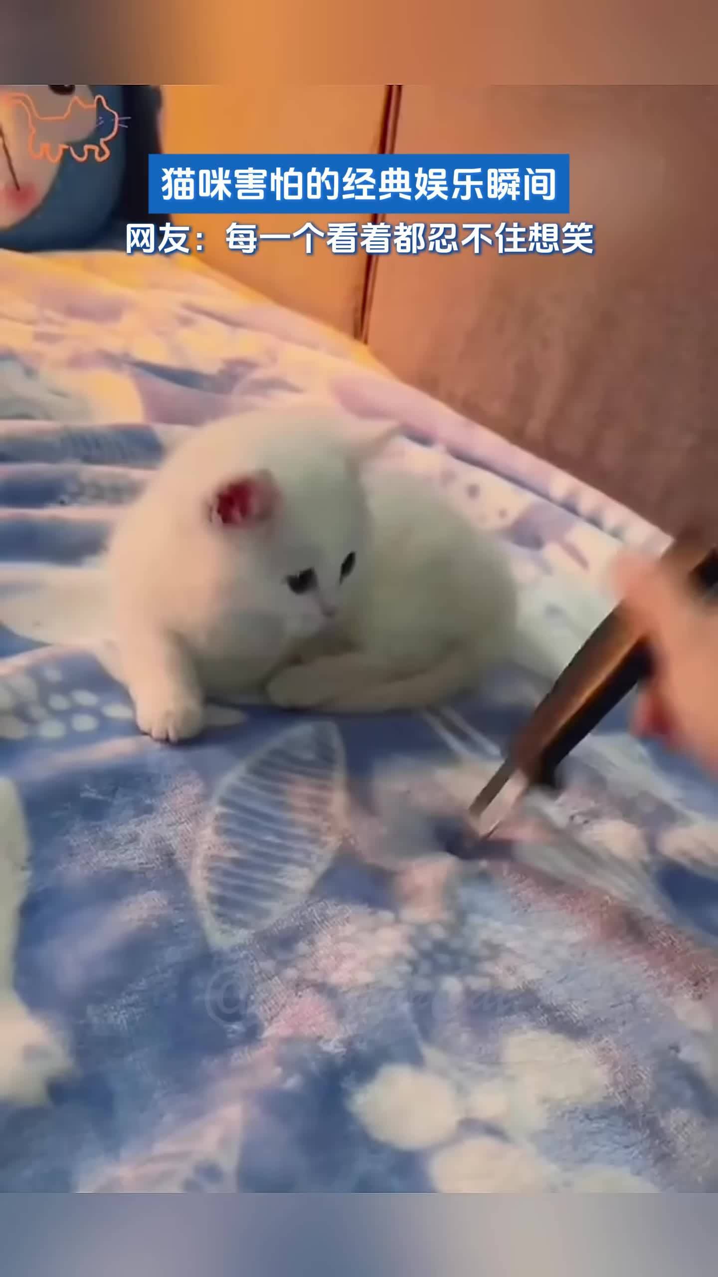 猫咪害怕的经典娱乐瞬间。网友:每一个看着都忍不住想笑
