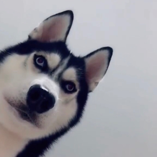 帅哥不会起名了 