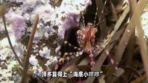 螳螂虾:海底搞笑拳王