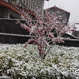 王Unique杨 