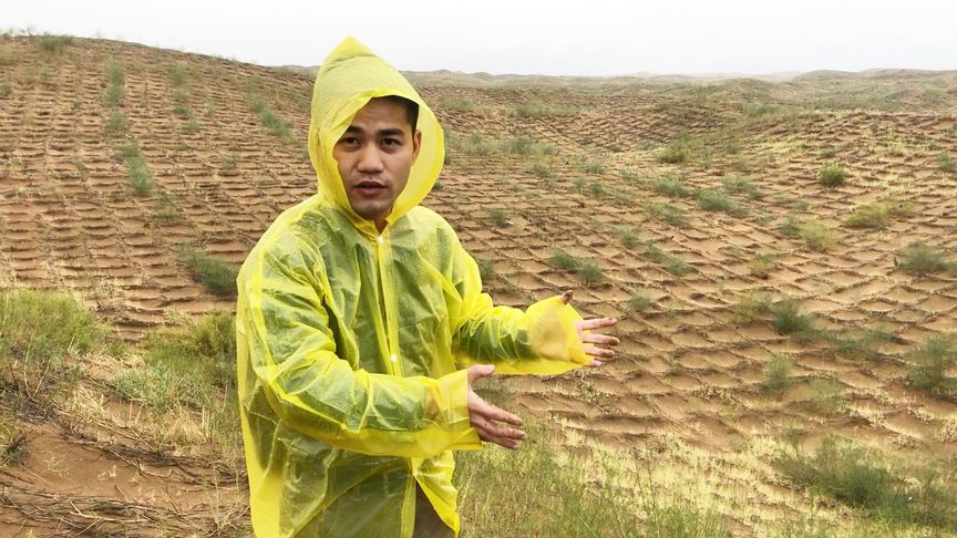 实地拍摄“蚂蚁森林”将沙漠变绿洲 147万亩全靠一棵一棵地种