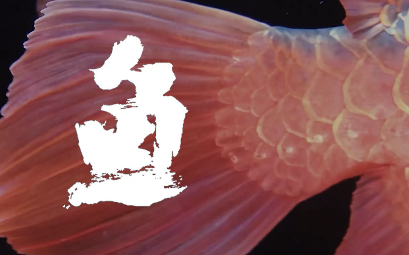 学生短片习作《鱼》