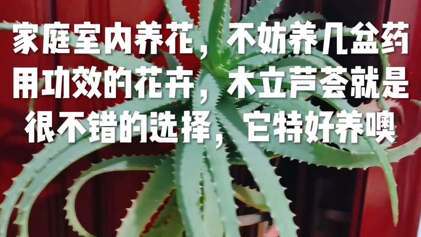 家庭养花不妨养几盆药用功效花卉,木立芦荟很不错选择,它特好养