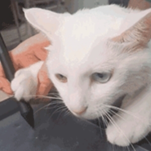 咔滋脆脆摸鱼版 