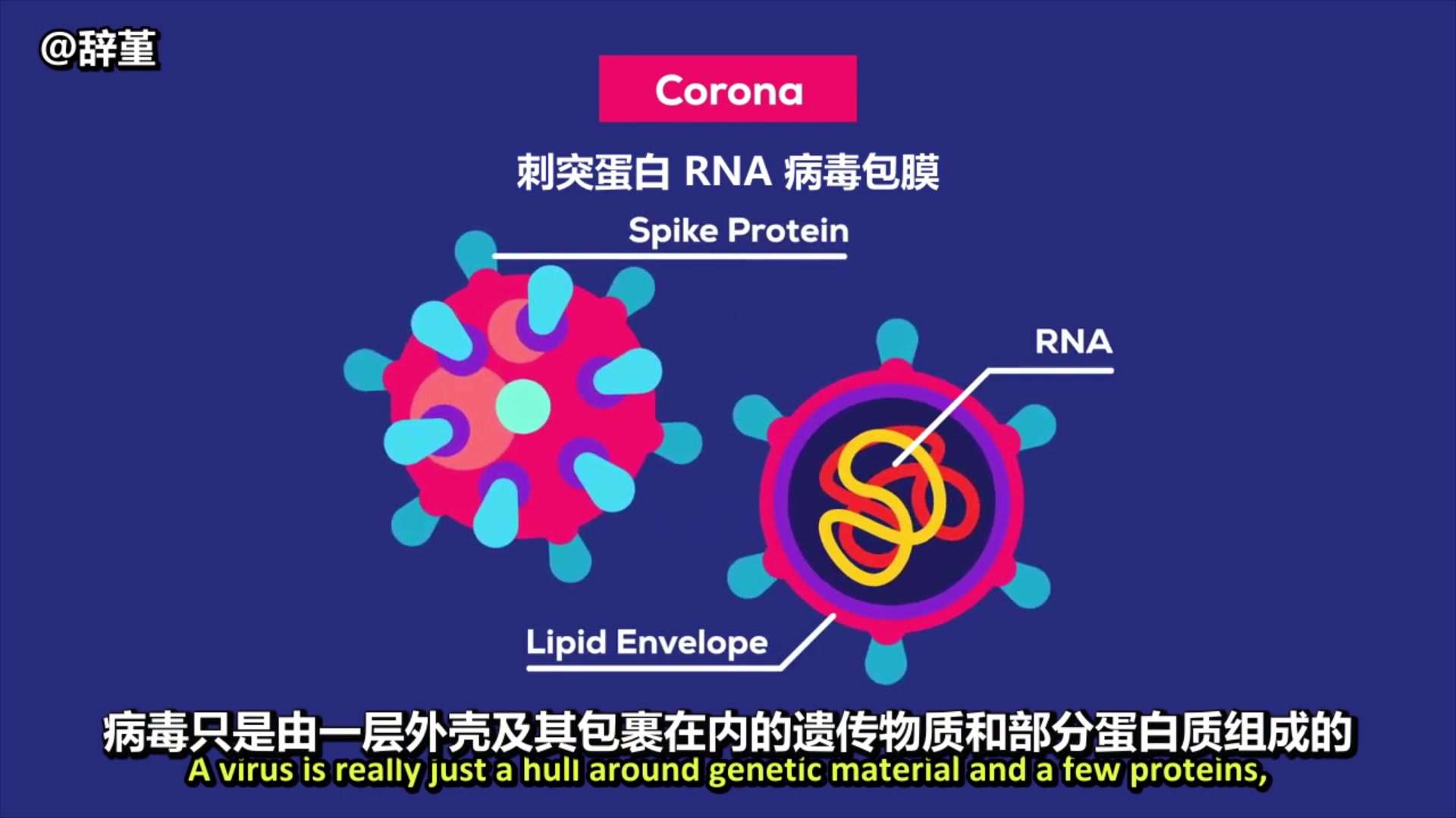 【Kurz|双语】新冠病毒最强动画科普