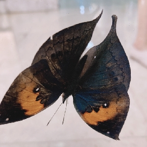 bilihongcaier 