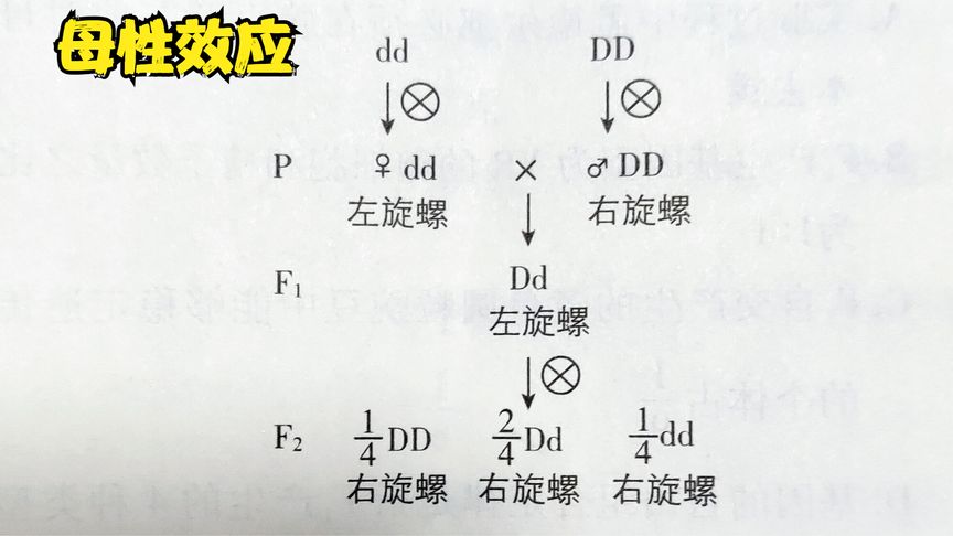 母性效应,子代表现型由母本基因型决定