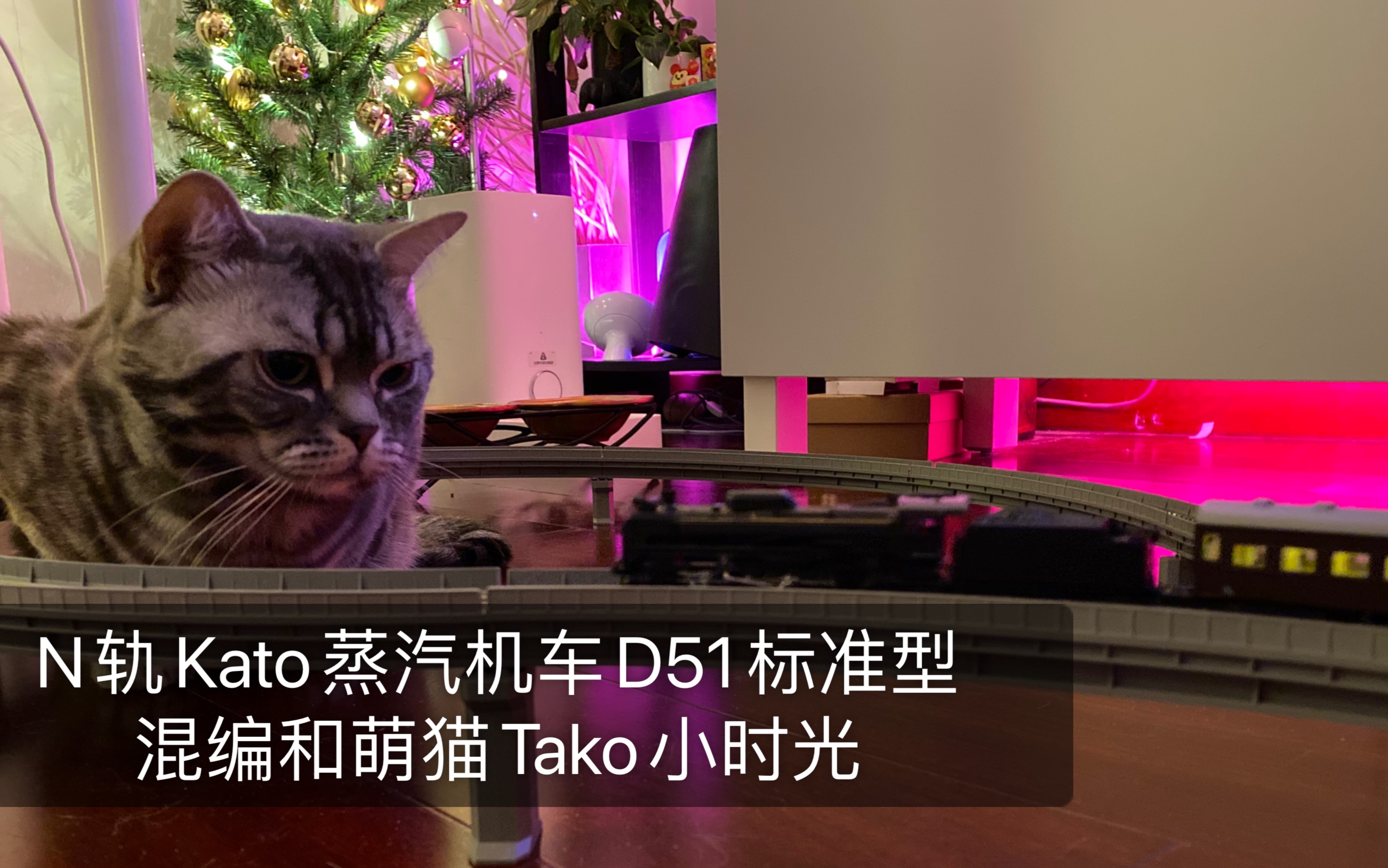 【火车模型X萌宠】KATO N比例D51标准型蒸汽机车和萌猫TAKO的时光